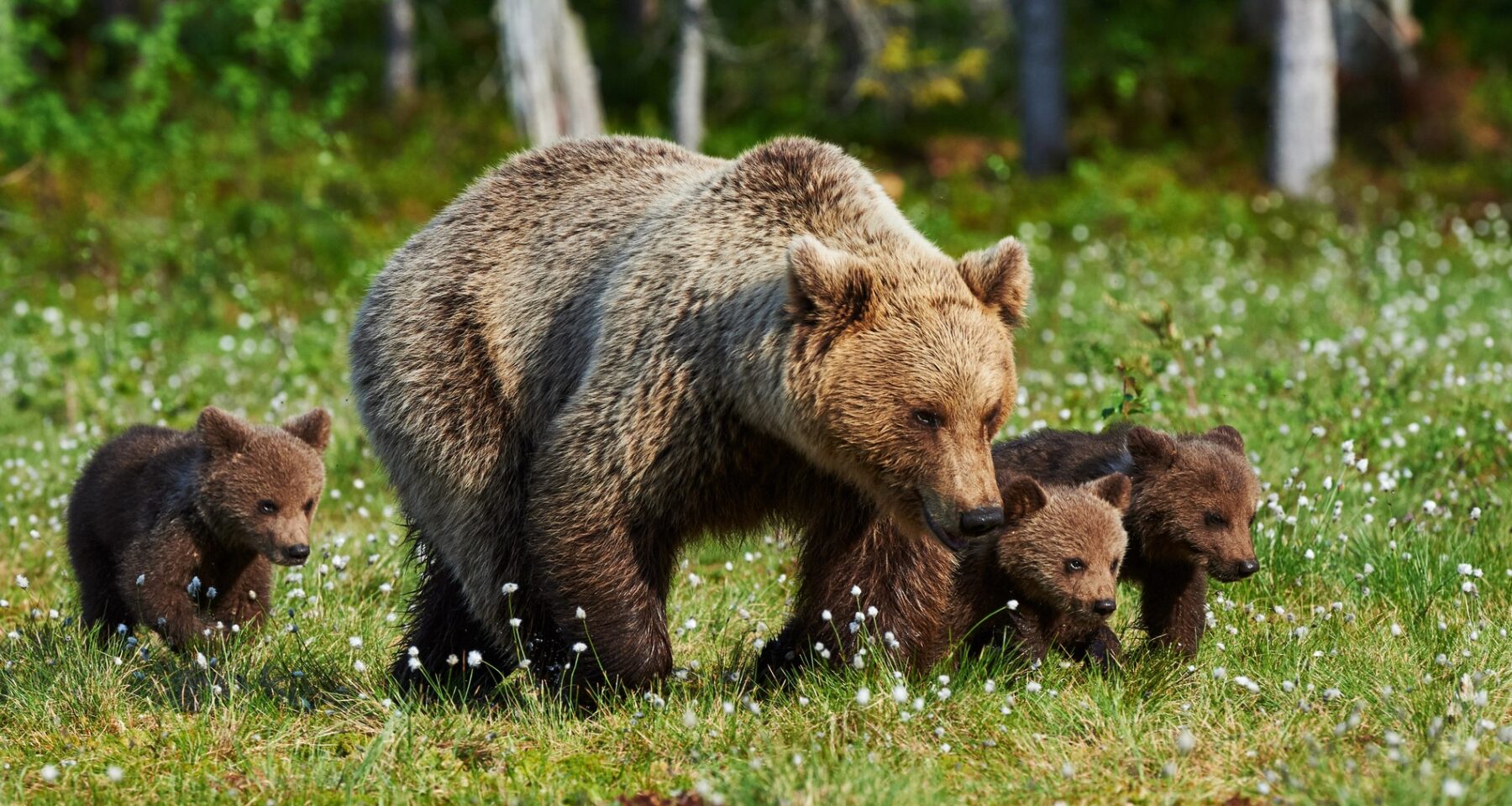 Grizzly Bear Mother Makes History in Yellowstone with Rare Five Cubs ...