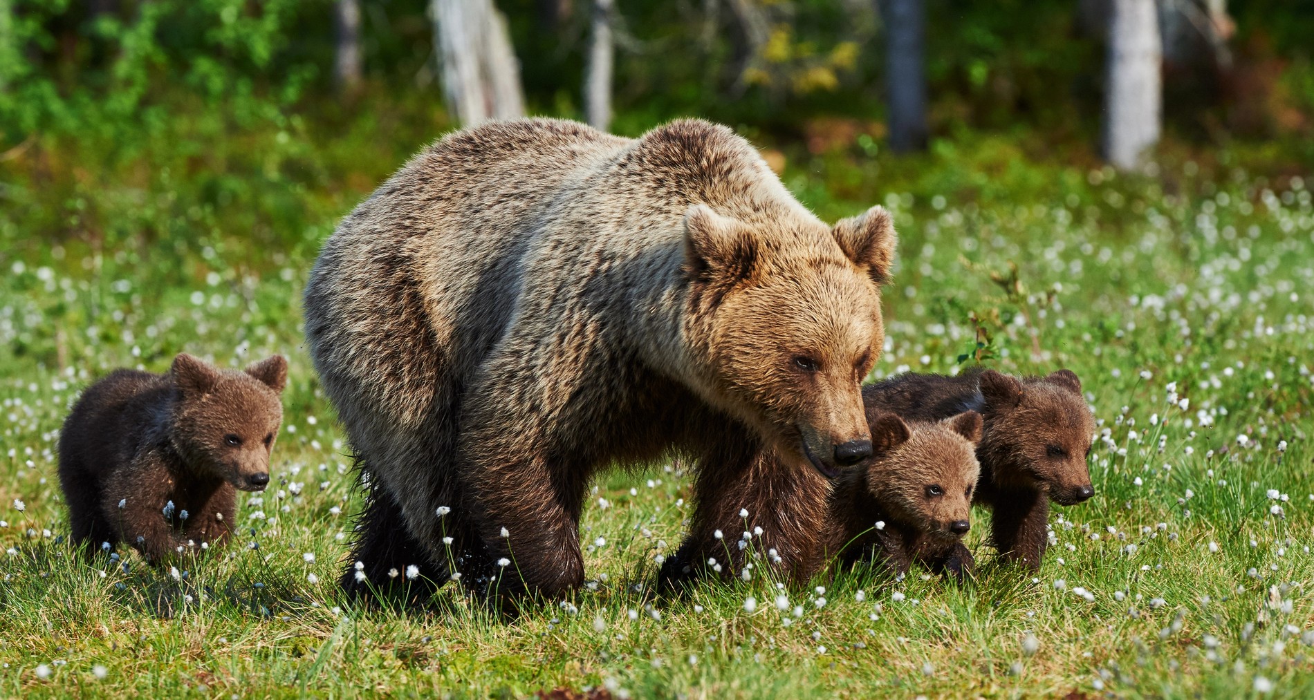 Grizzly Bear Mother Makes History in Yellowstone with Rare Five Cubs ...