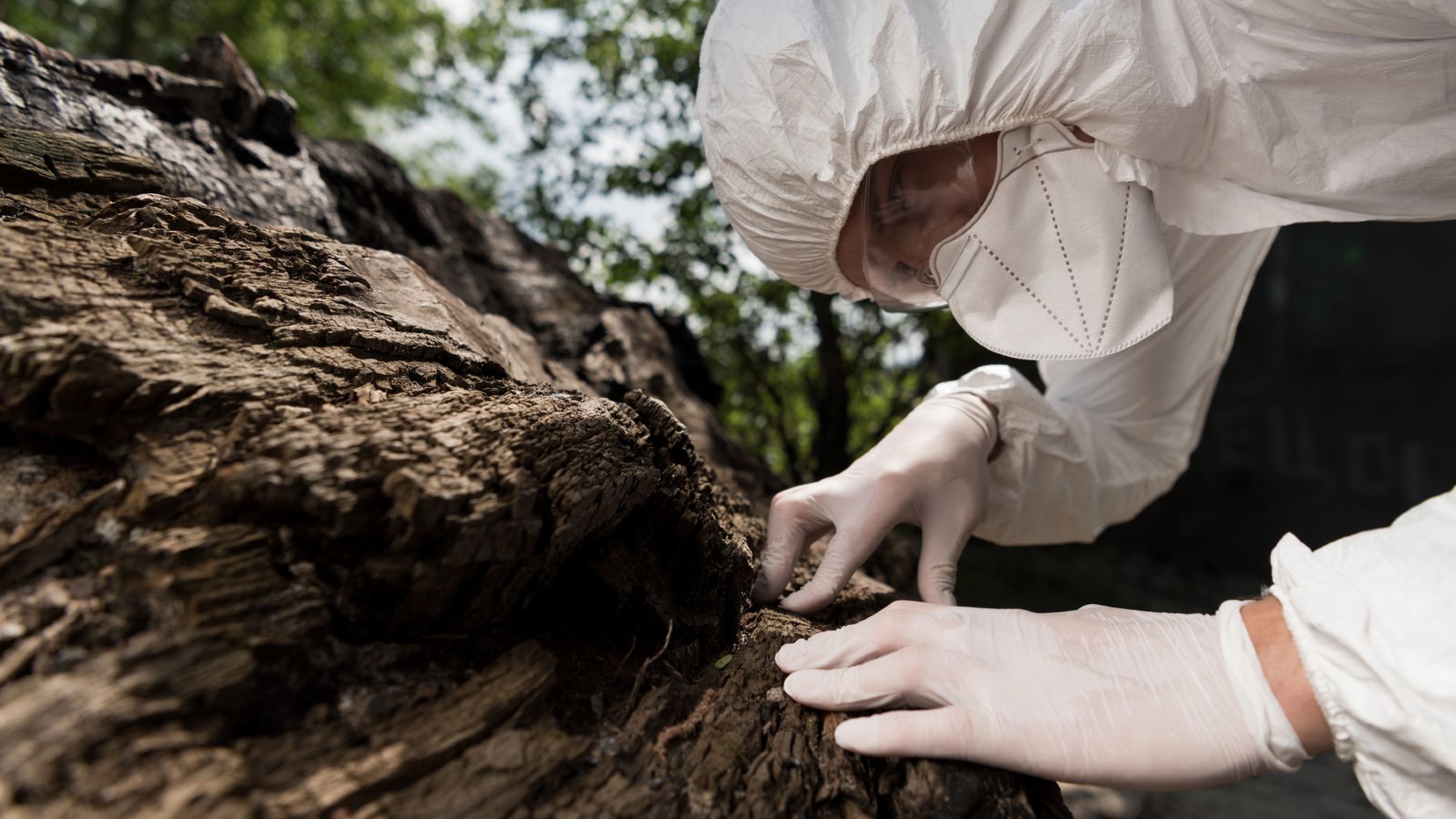 First living wood ever has been grown: Experts talk about the end of ...