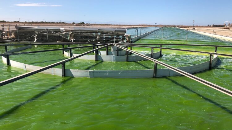 Algae have the energy we have been looking for for centuries: It has ...