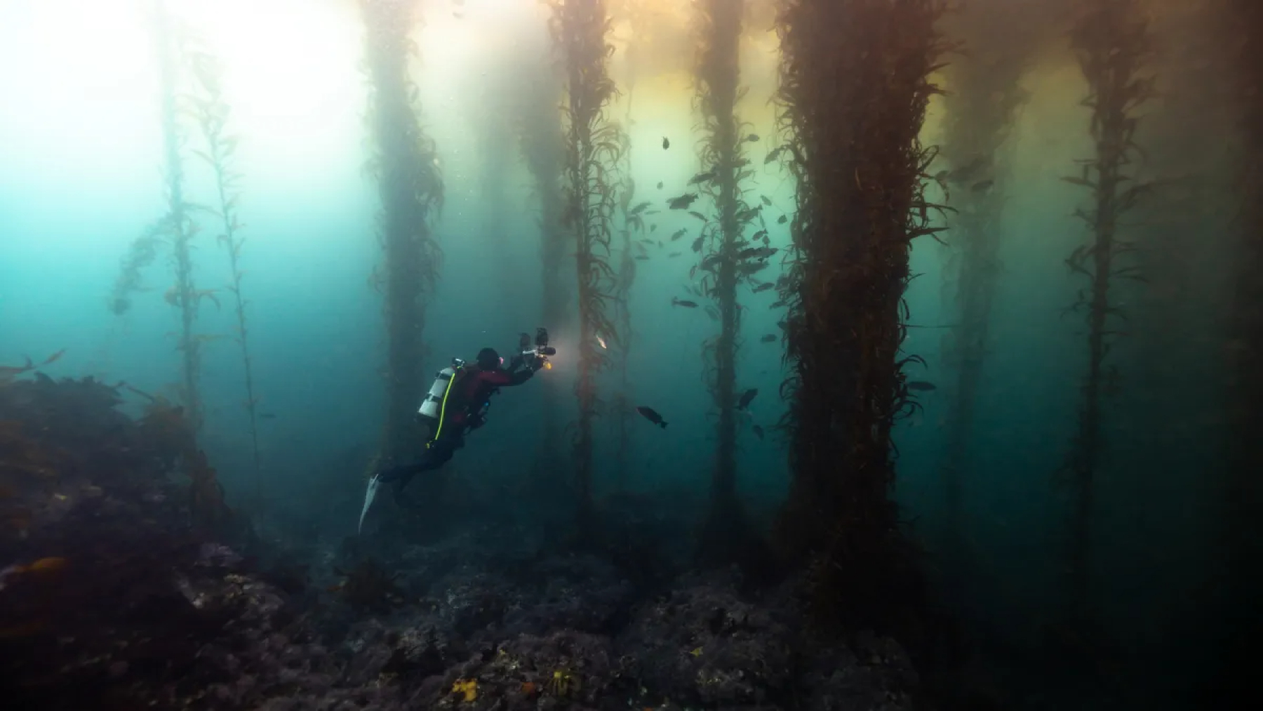 Second Amazon discovered on Earth: It is underwater and covers 6 countries