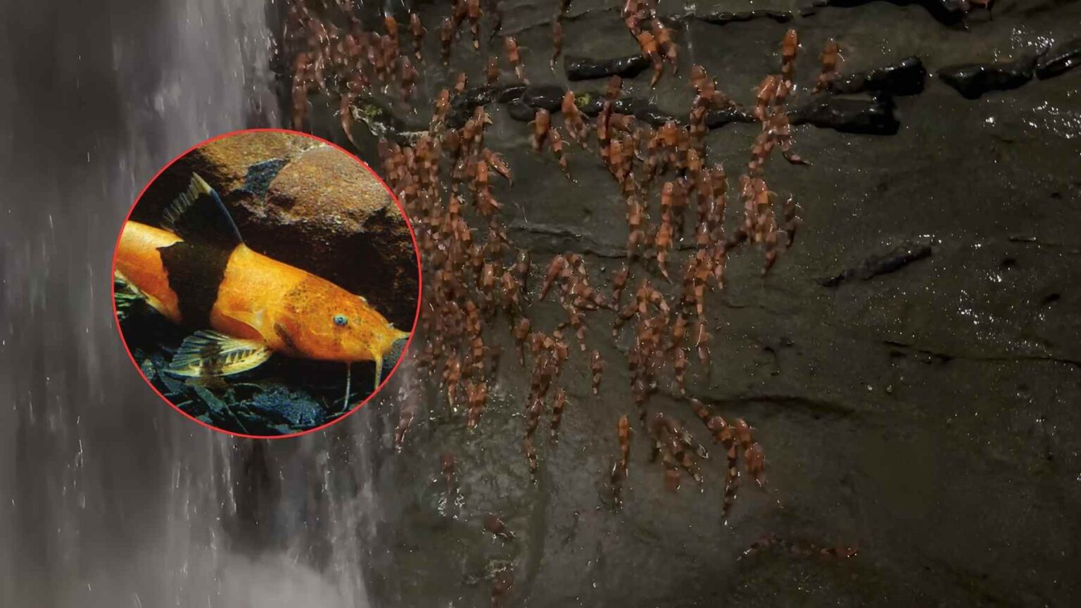 It was first spotted by environmental police, and a week later science ...