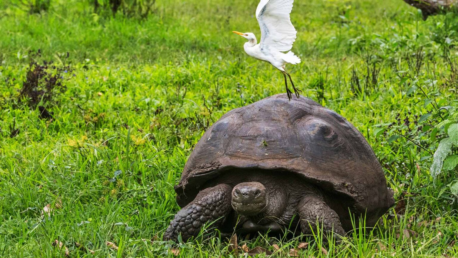 From 15 survivors to more than 2,300: giant tortoises have returned to ...