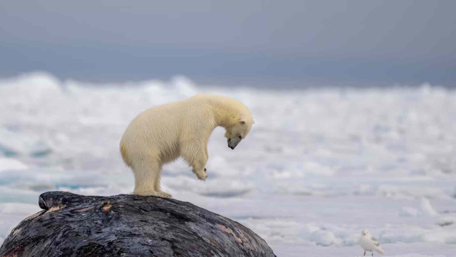 The impossible photo from the Arctic: a polar bear is captured “riding ...