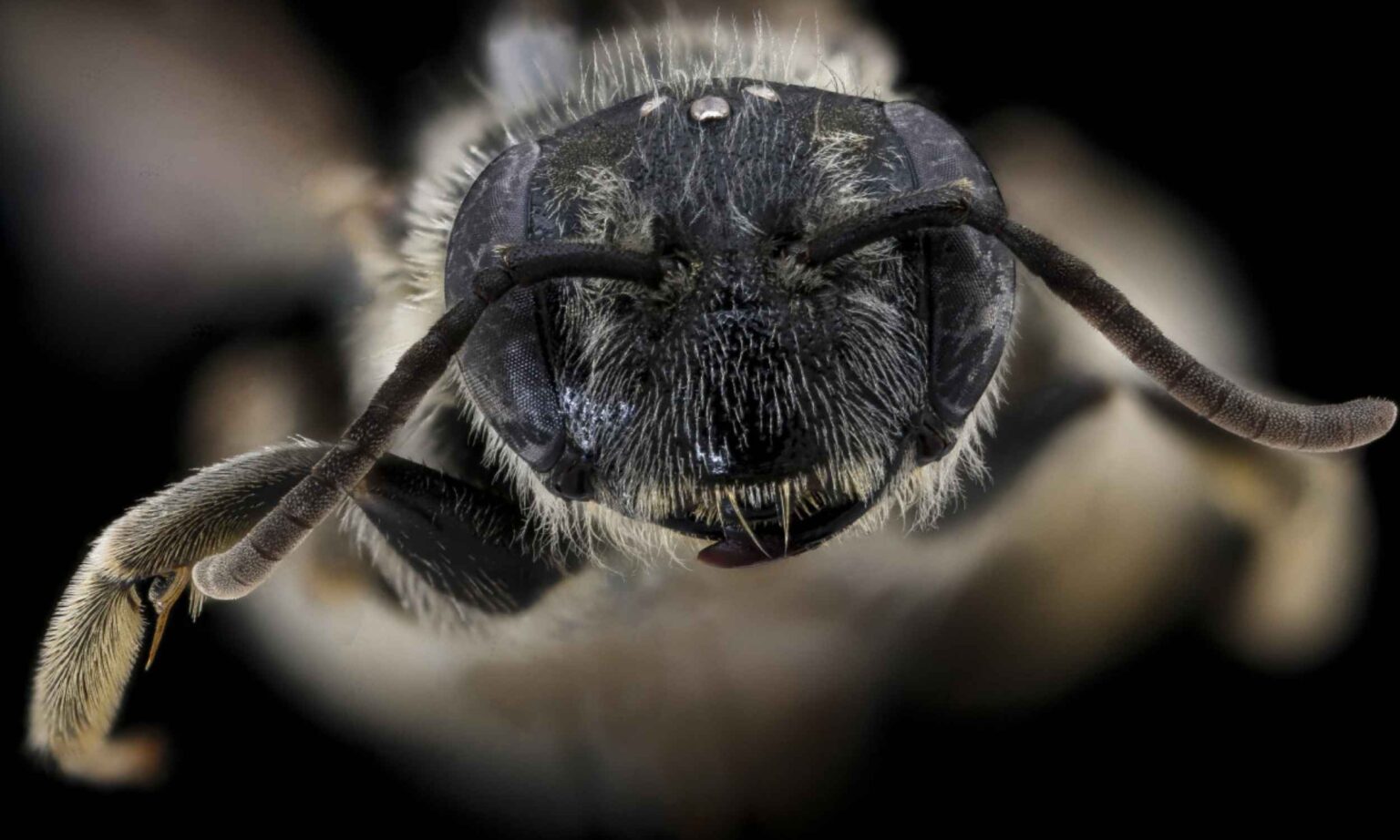 It looked like a normal bee in an orchard, but after a few seconds, a ...