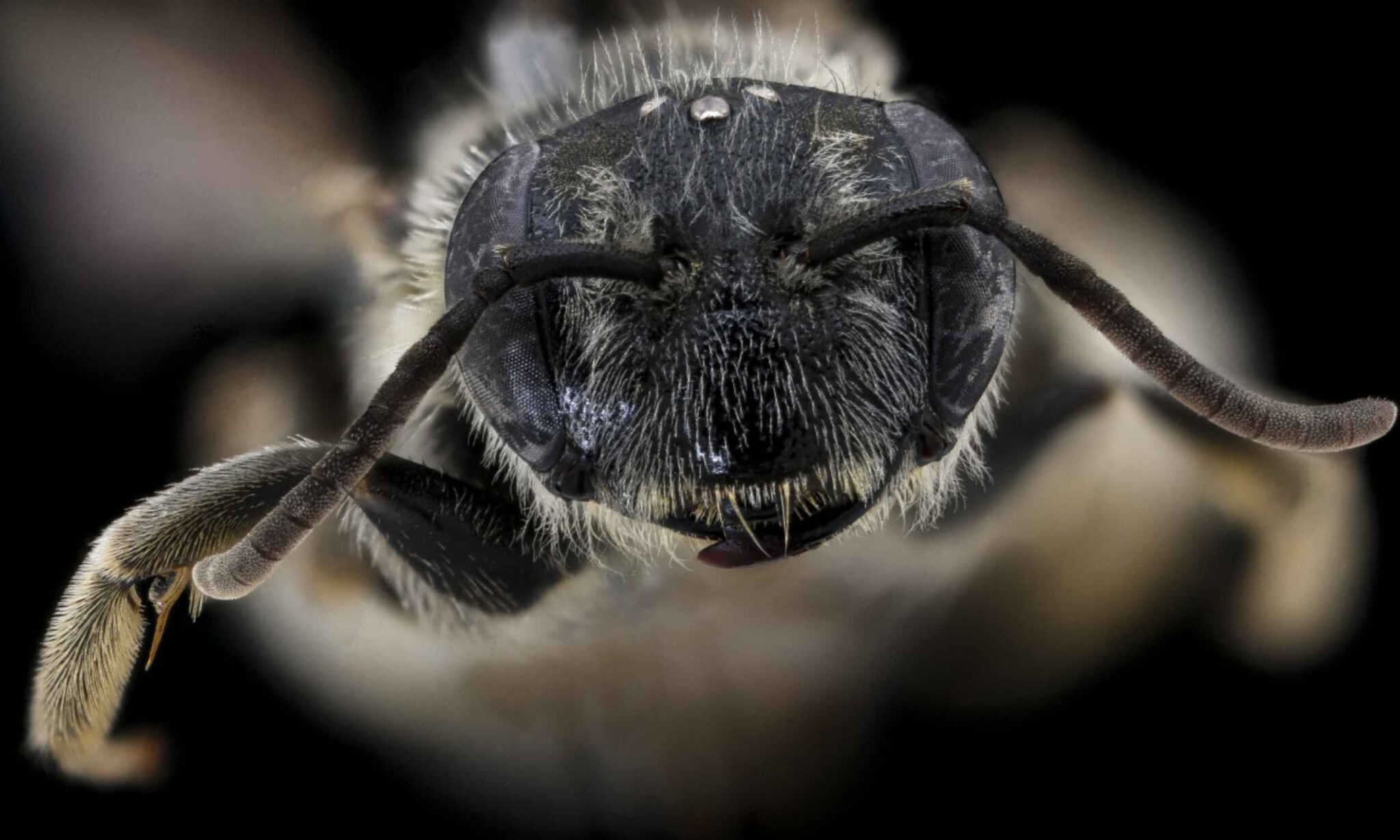 It looked like a normal bee in an orchard, but after a few seconds, a ...