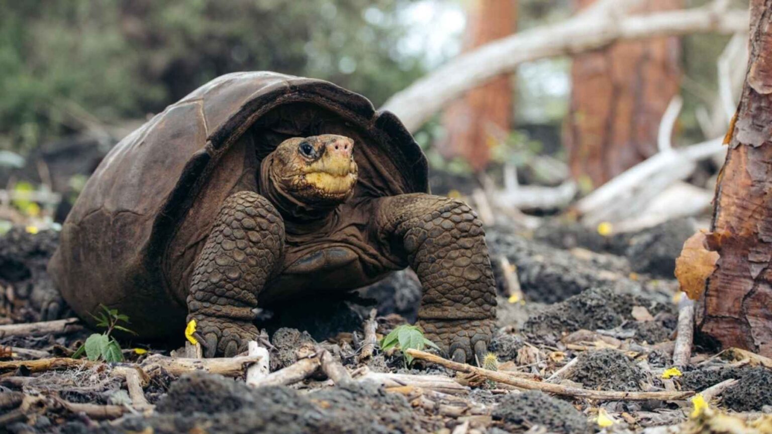 A giant tortoise, extinct for over a century, has reappeared alive ...