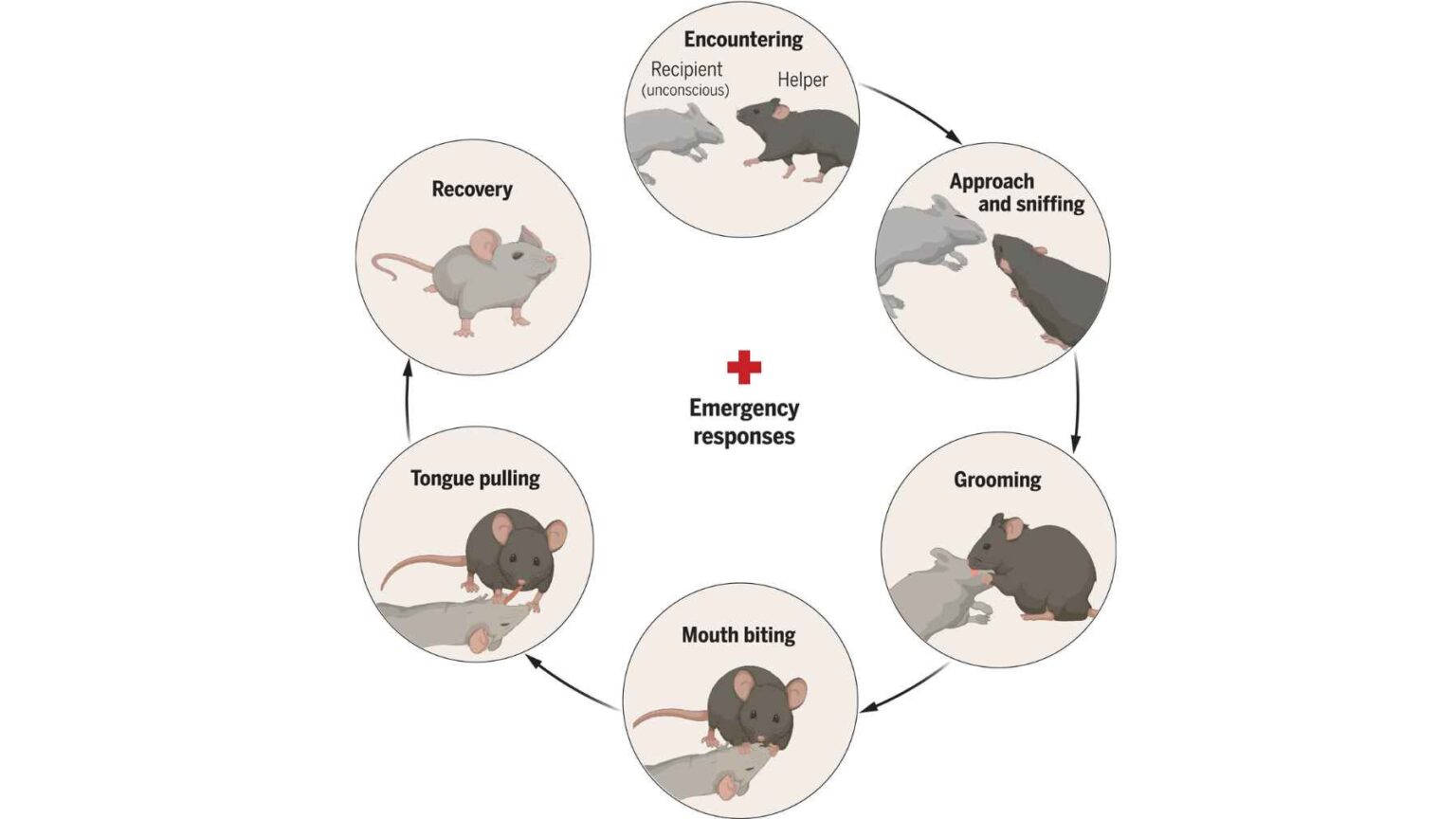 Never-before-documented behavior: mice attempt to rescue their ...