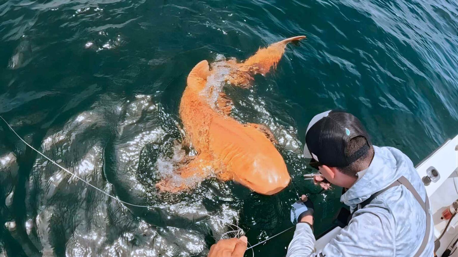A nearly neon-orange nurse shark was accidentally caught off the coast ...