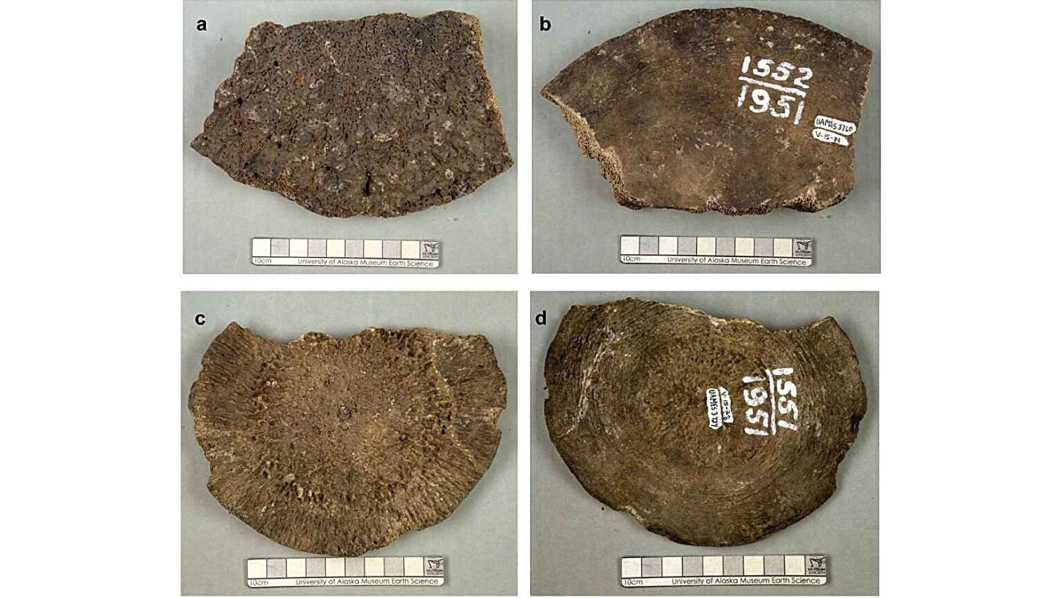 For 70 years, they believed they were mammoth bones... until they ...
