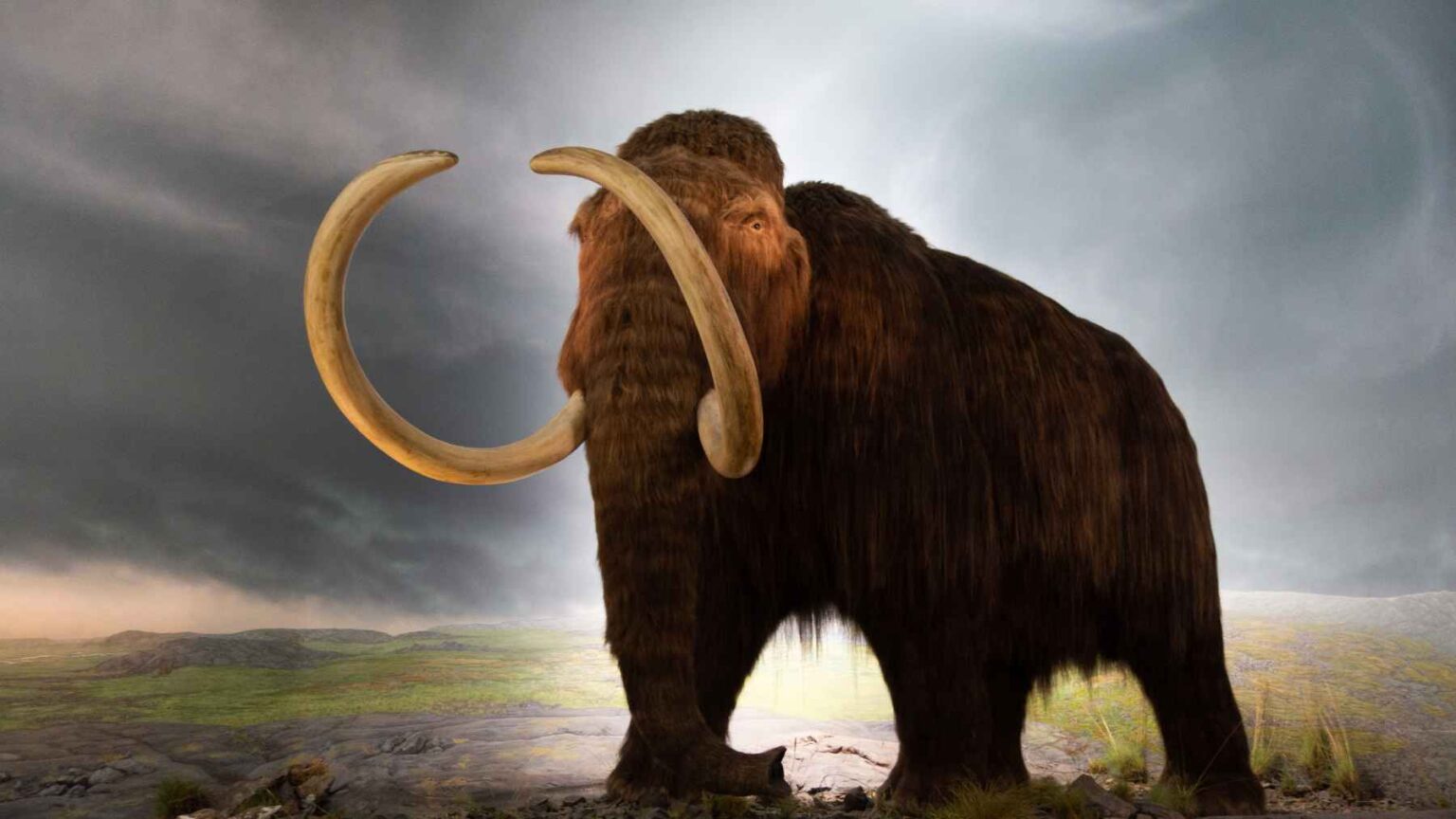 For 70 years, they were believed to be mammoths... but no, they were ...