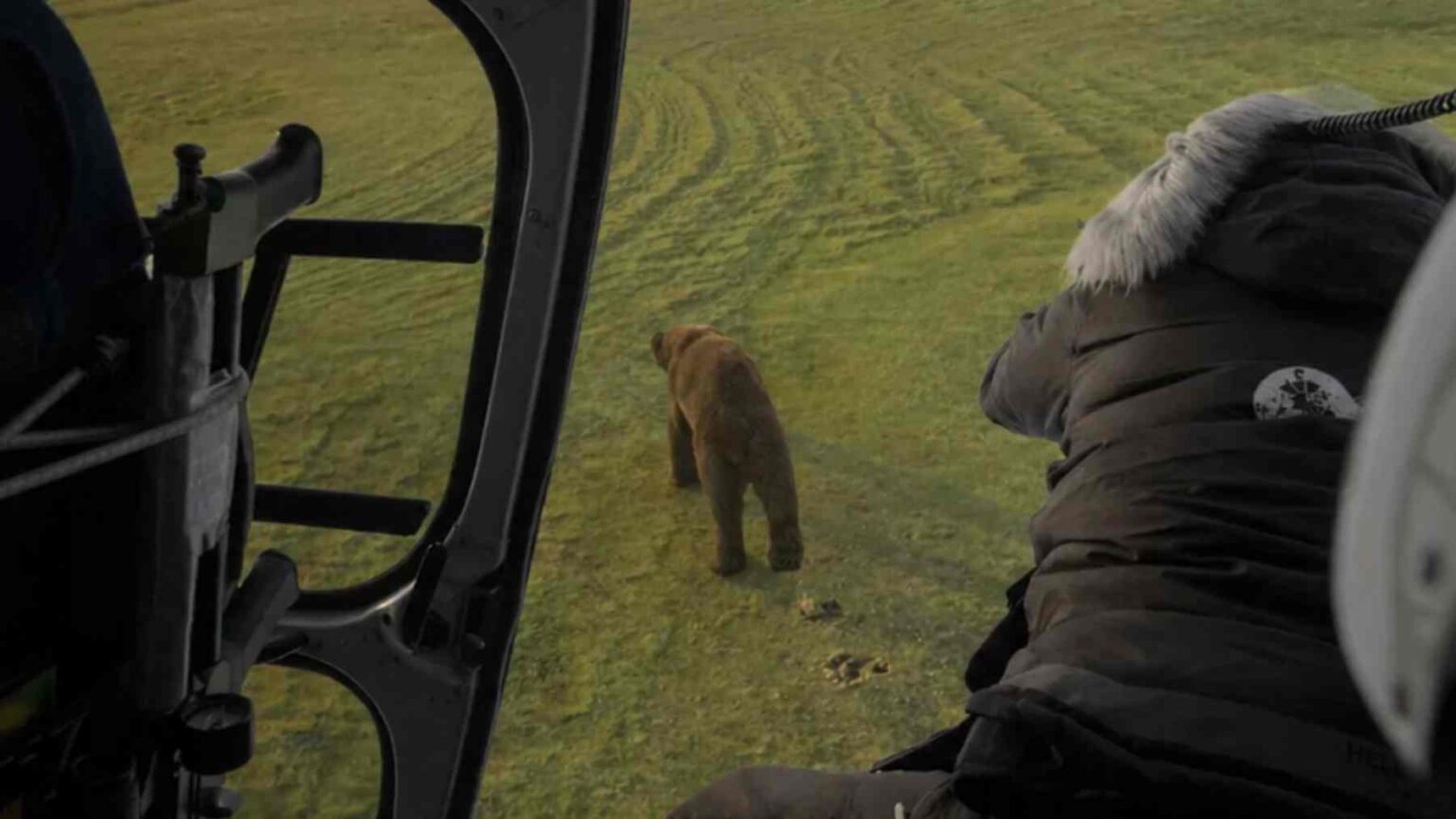 Alaska wants to resume helicopter bear “trapping” across an area of ...