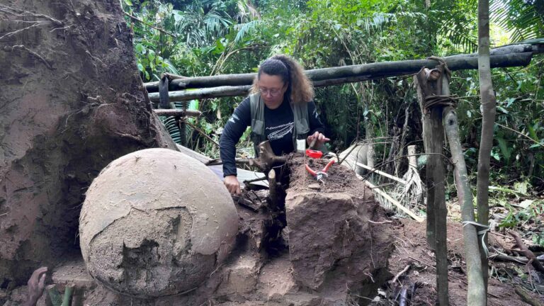 Archaeologists find ceramic urns hidden under a fallen tree in the ...