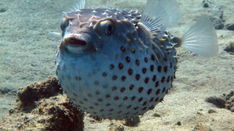 Two pufferfish have appeared in Galicia, and their arrival is not just ...