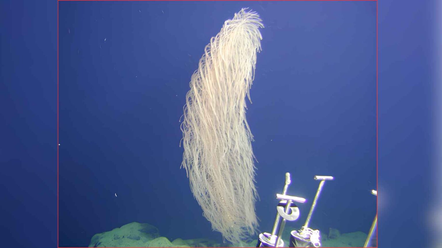 Scientists discover a new deep-ocean coral nicknamed “Chewbacca,” and ...