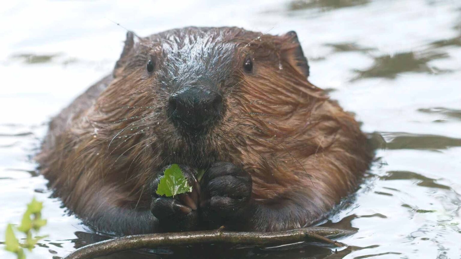 European beavers turn out to be secret carbon hoarders, stashing 26 % ...