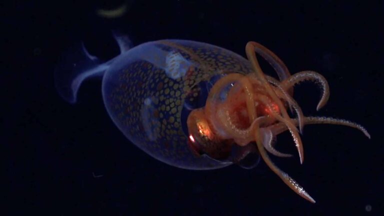 An iceberg snap in Antarctica let cameras catch a glass squid – so ...
