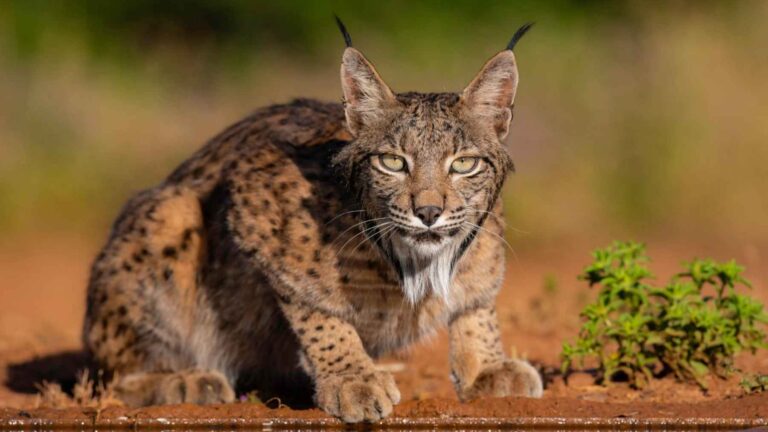 More than 200 Iberian lynx were killed by vehicles in a single year ...