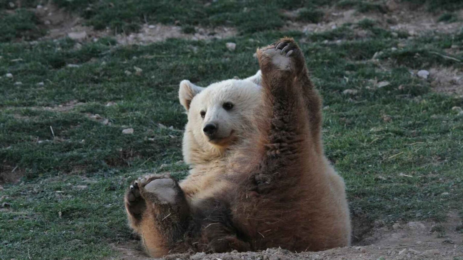 A bear raised in a tiny cage starts hibernating again, and the recovery ...