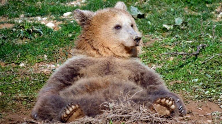 A bear raised in a tiny cage starts hibernating again, and the recovery ...