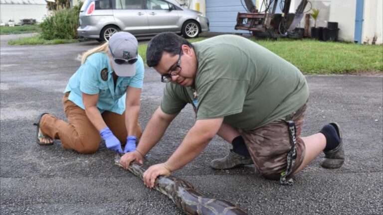 Florida pays python hunters up to $30 an hour plus $50 for each snake ...