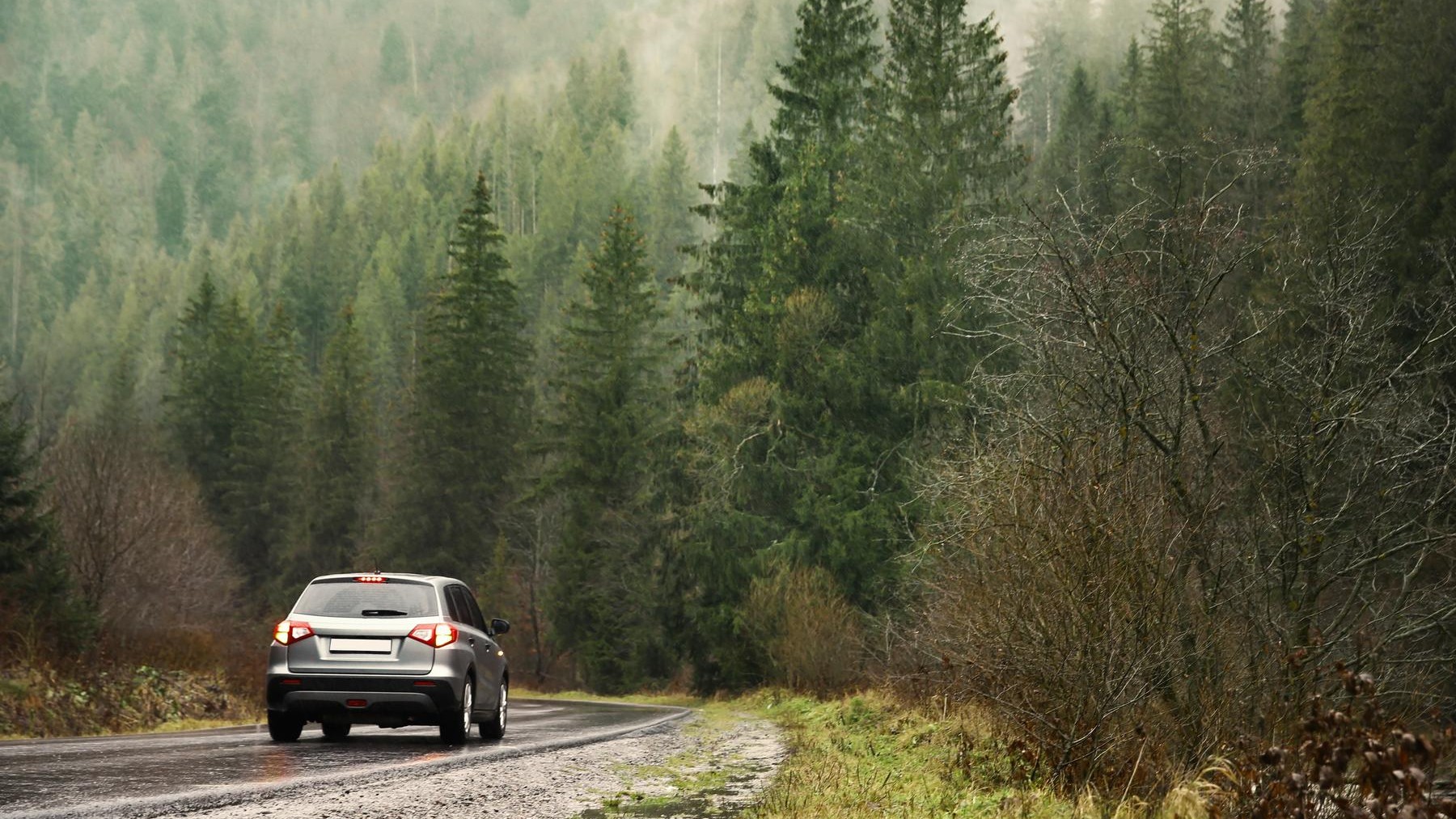 Los bosques van a ser fábricas de coches: la curiosa idea llega el ...