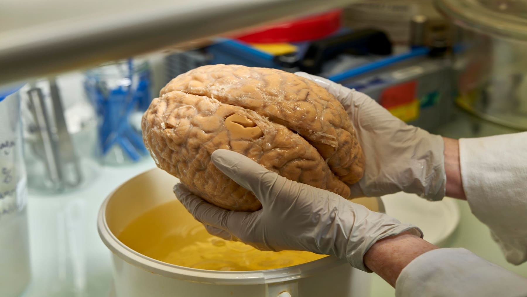 Shekinah austria only fans of course I was all for a show,