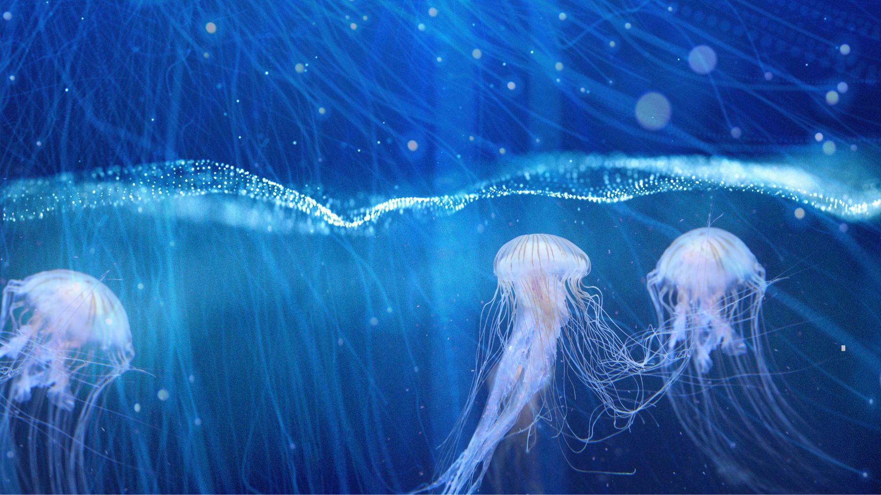 La ciencia lo confirma: las criaturas sin cerebro, como las medusas ...
