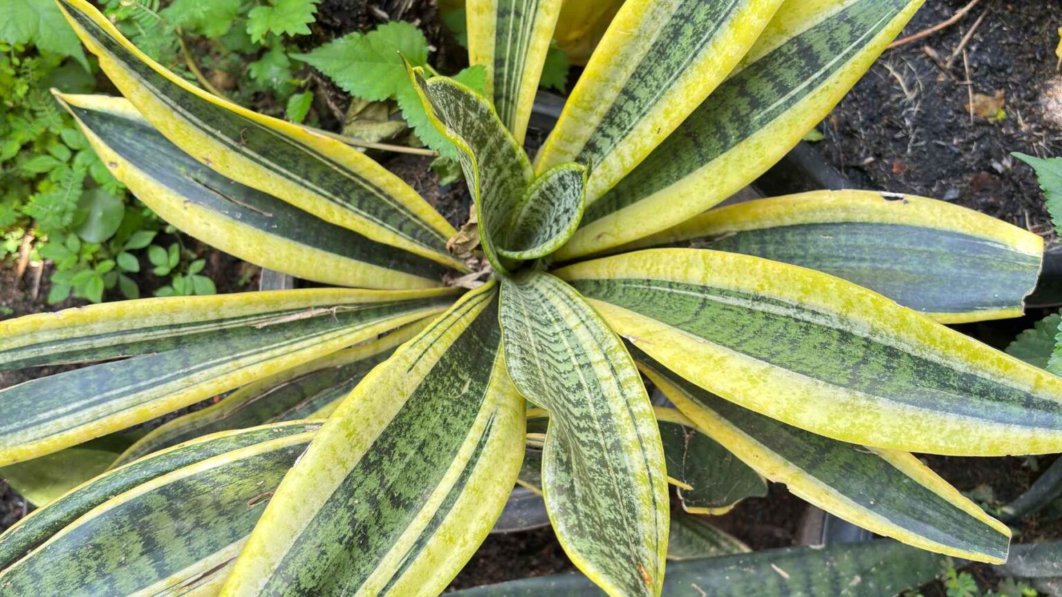 El truco nocturno que engancha a todo el mundo: esta planta usa ...
