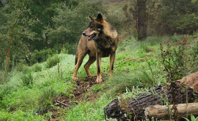 Turismo lobero, salvación o explotación
