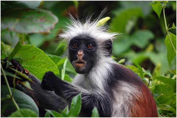 10 animales más hermosos y exóticos del Planeta