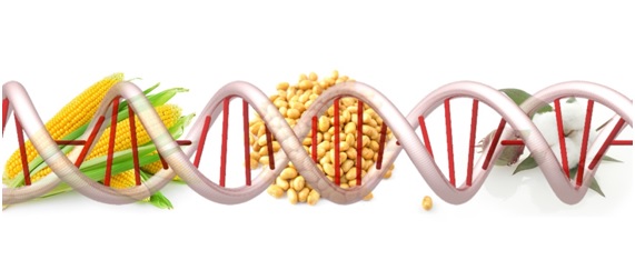 6 Alimentos transgénicos poco conocidos que debes saber que existen