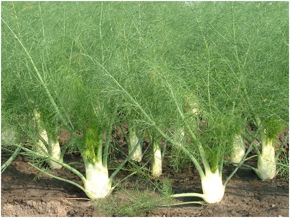 Hinojo: para qué es bueno el hinojo