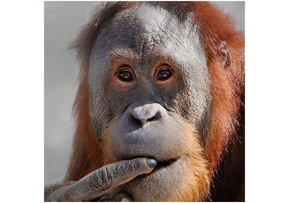 Evolución del habla humana: la clave está en los grandes simios