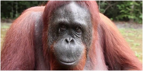 Evolución del habla humana: la clave está en los grandes simios