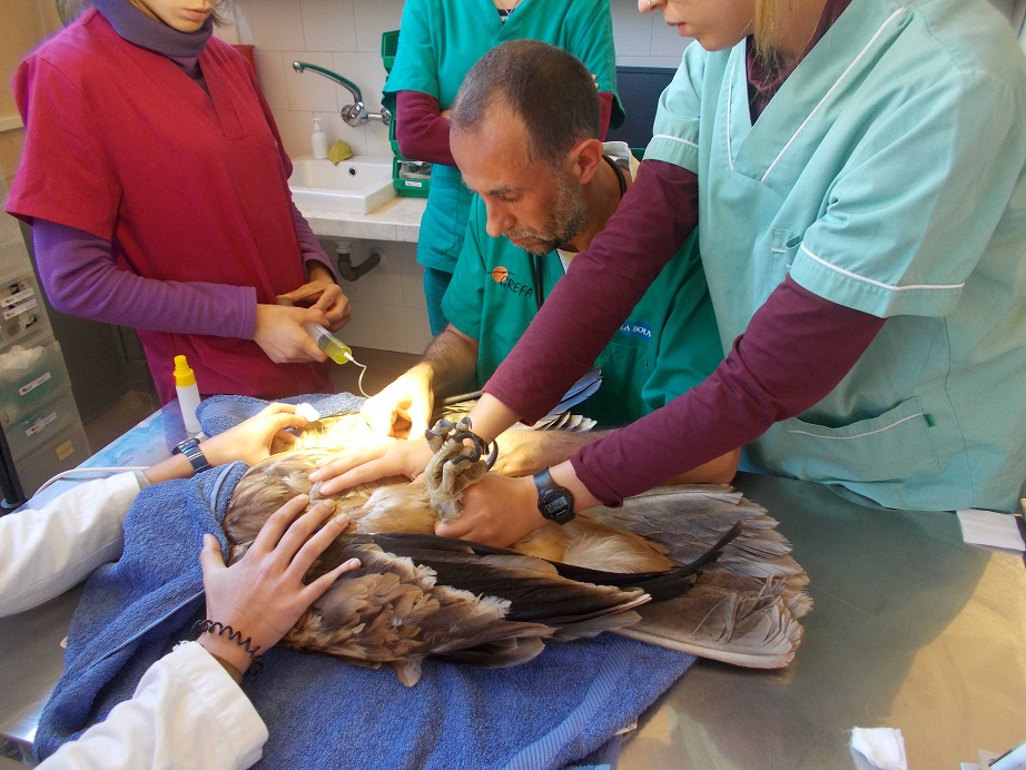 GREFA, 35 años generando biodiversidad