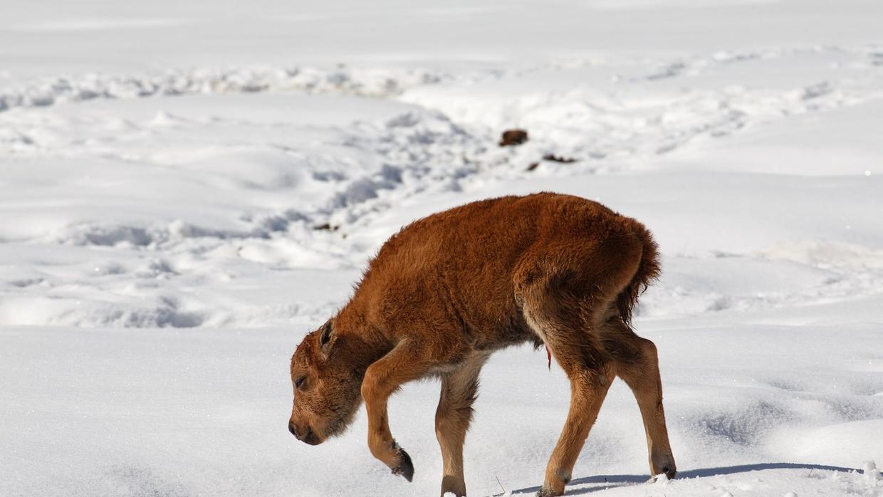 Nacen los primeros bebés bisonte en el Parque Nacional de Canadá en 140 ...