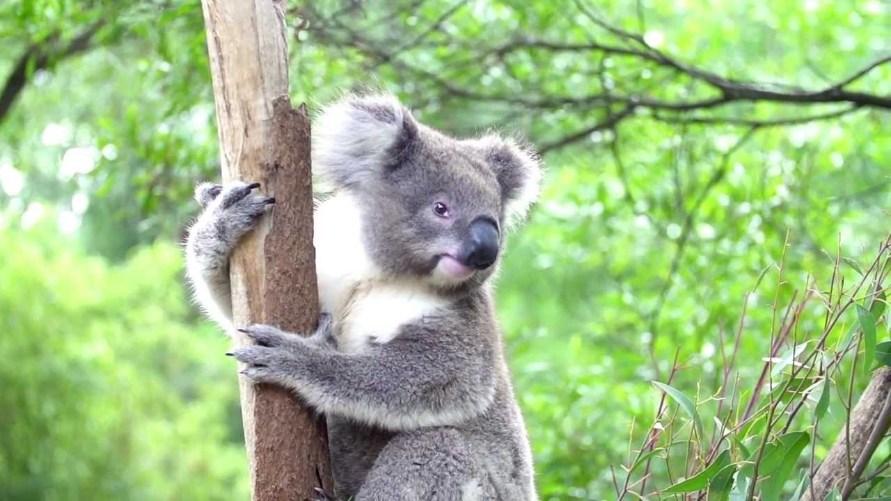Animales más lentos