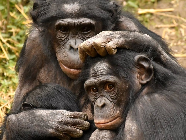 Ley de Grandes Simios