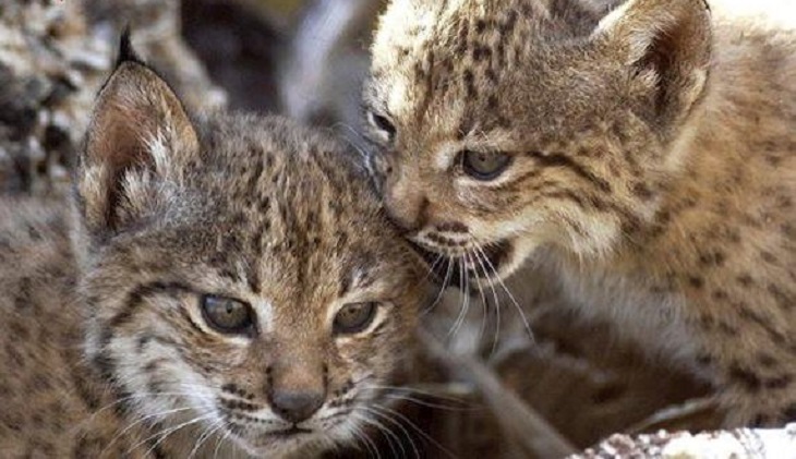 Nacen tres linces en Ciudad Real