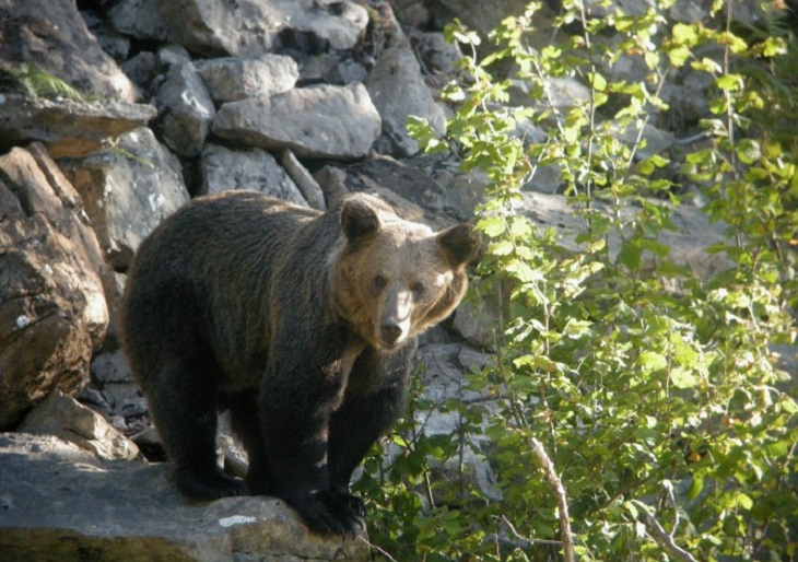 La Casa del Oso en Cantabria ‘vital’ para la conservación de la especie