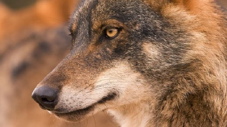 El alcalde de Arenas de Iguña es un APASIONADO de los lobos