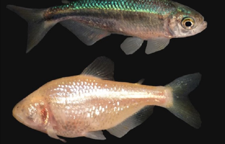 Así pierde sus ojos el pez ciego de las cuevas