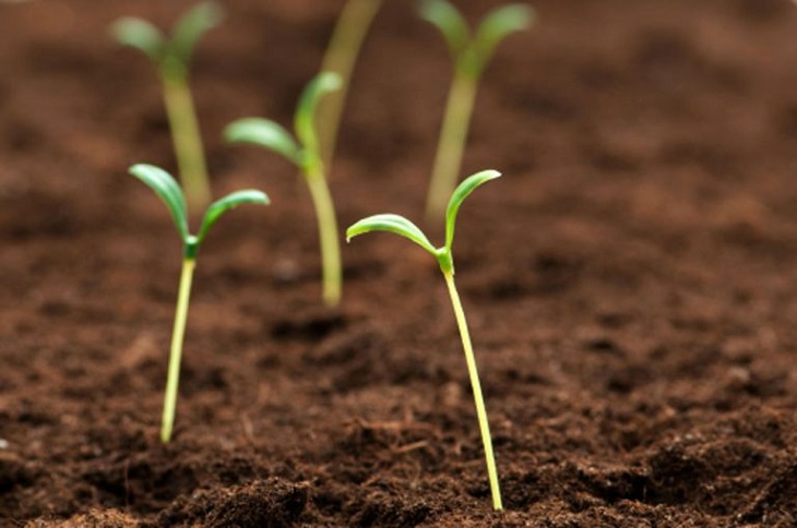 La aforestación neutraliza el pH del suelo