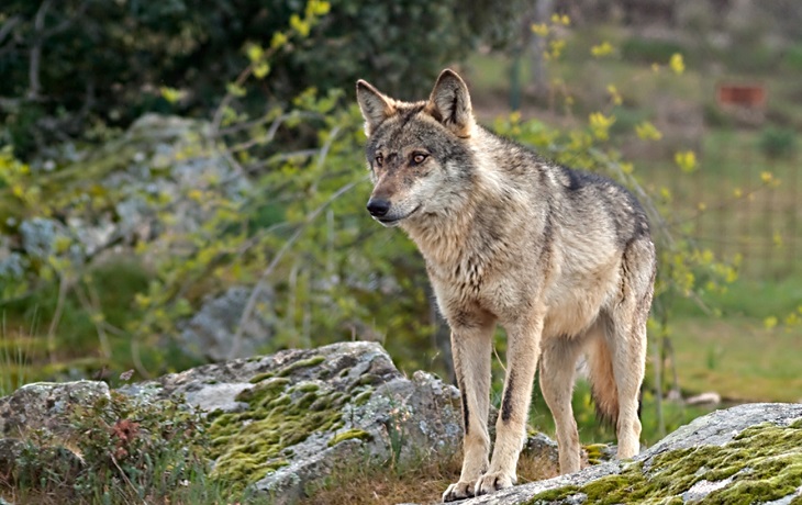 Life Lobo Andalucía acerca el lobo ibérico a los más jóvenes a través ...
