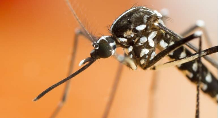 Especies exóticas invasoras, cómo debemos actuar