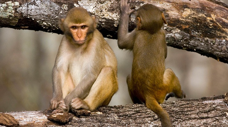 El 60 por ciento de las especies de primates están ahora en peligro de ...