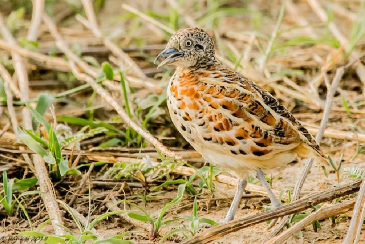 Un estudio del CSIC confirma que el último reducto del torillo andaluz ...