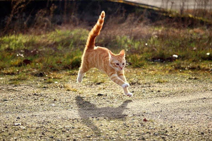 Todo lo que debes saber sobre los gatos ferales