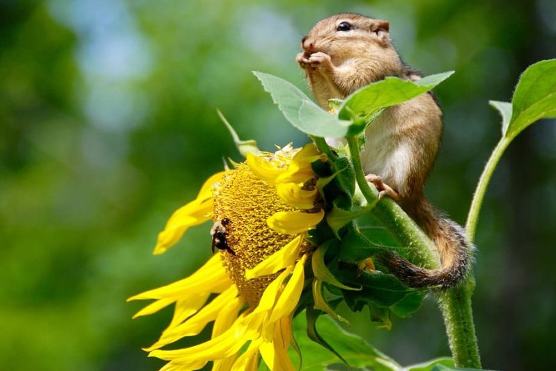 ¿Qué es la biodiversidad?